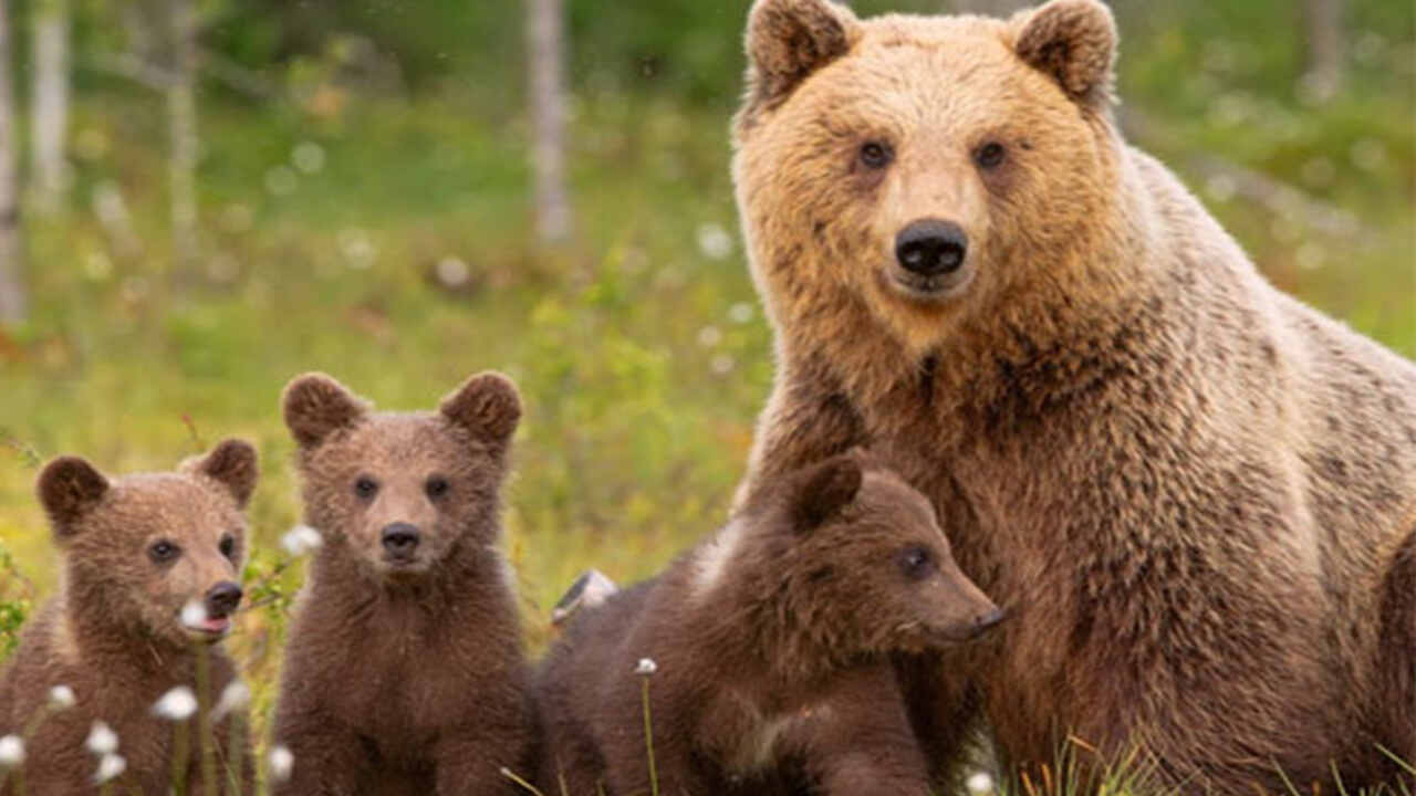 Exploring the Untamed Beauty: Bear Tourism and its Captivating Allure